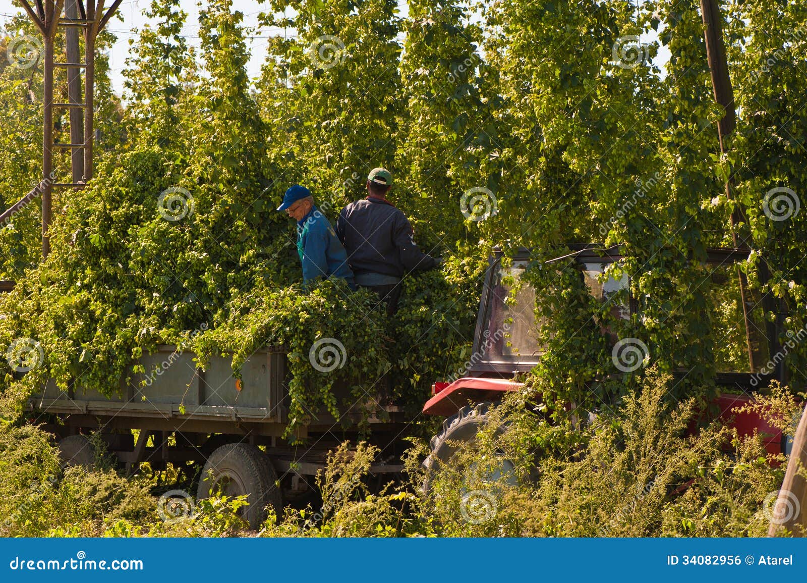 HARVESTING HOPS editorial photo. Image of green, fresh - 34082956