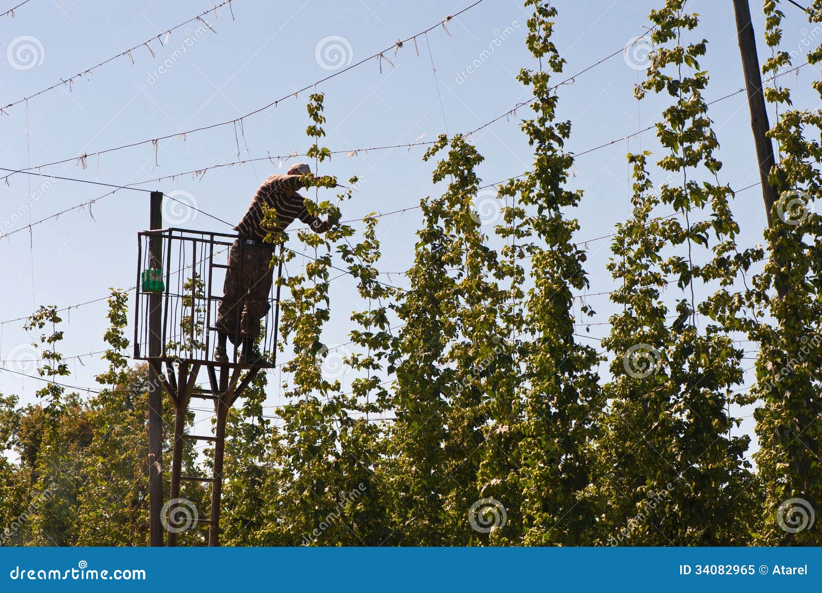 HARVESTING HOPS Editorial Image - Image: 34082965