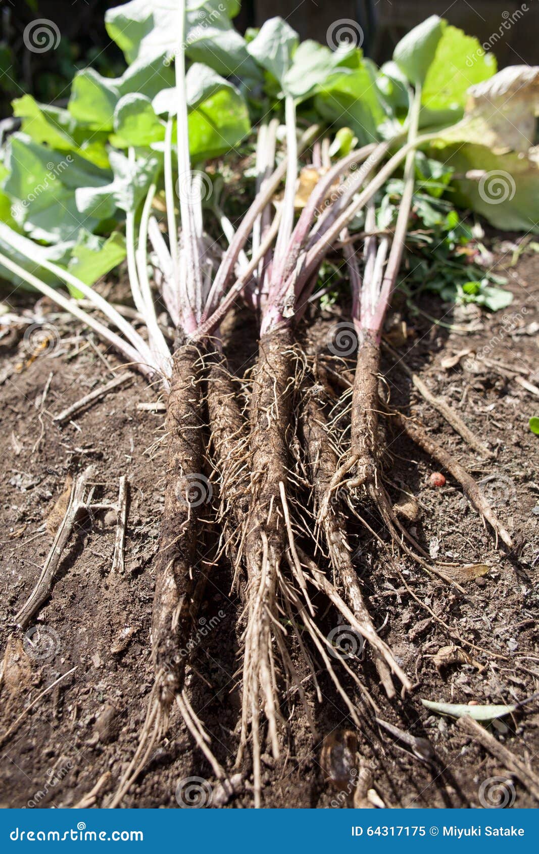 Harvesting Japanese Burdock Root Called Gobou Stock Image - Image of ...