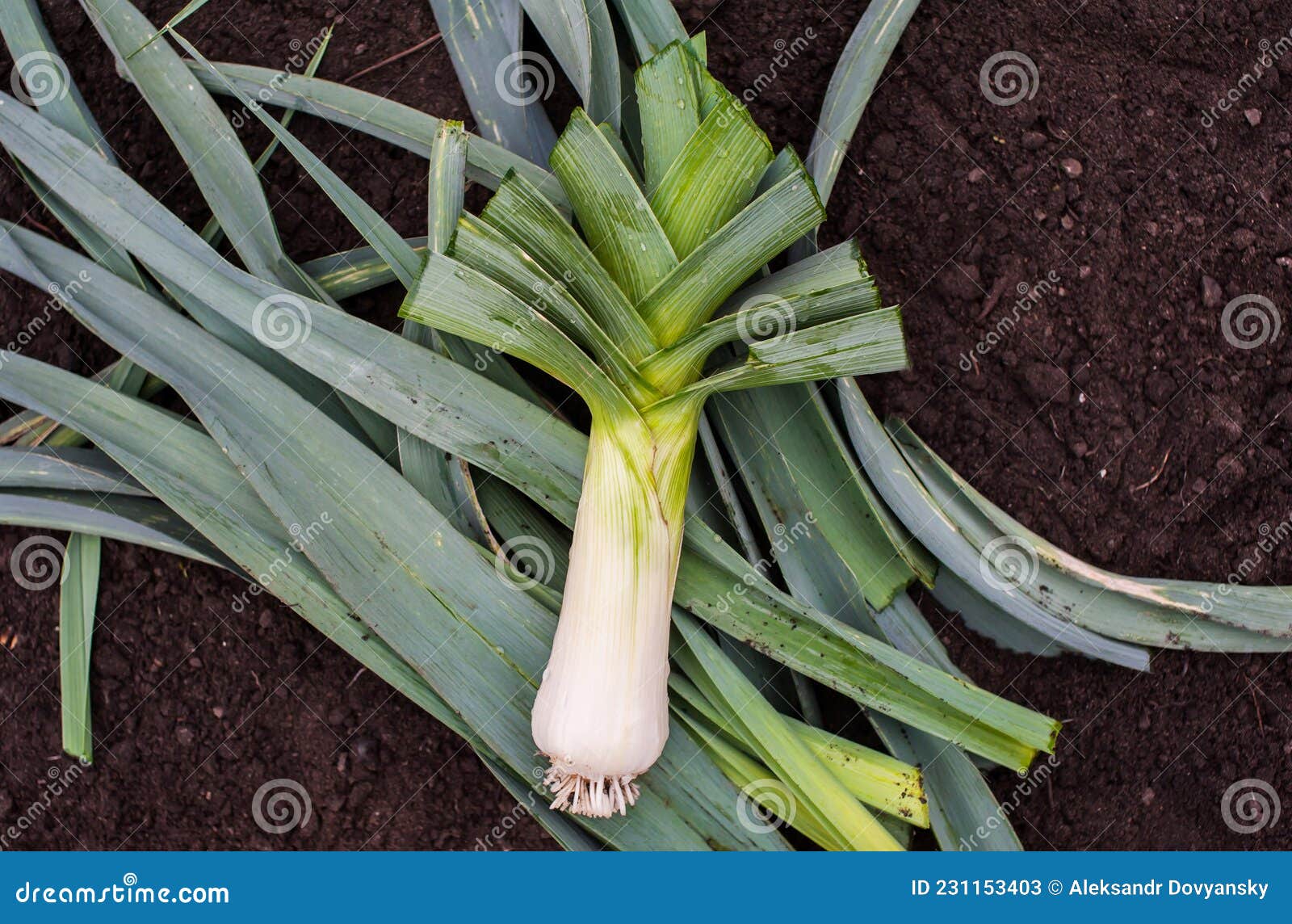 Harvesting Leeks. a Large Ripe Leek is Lying on the Ground Stock Image ...