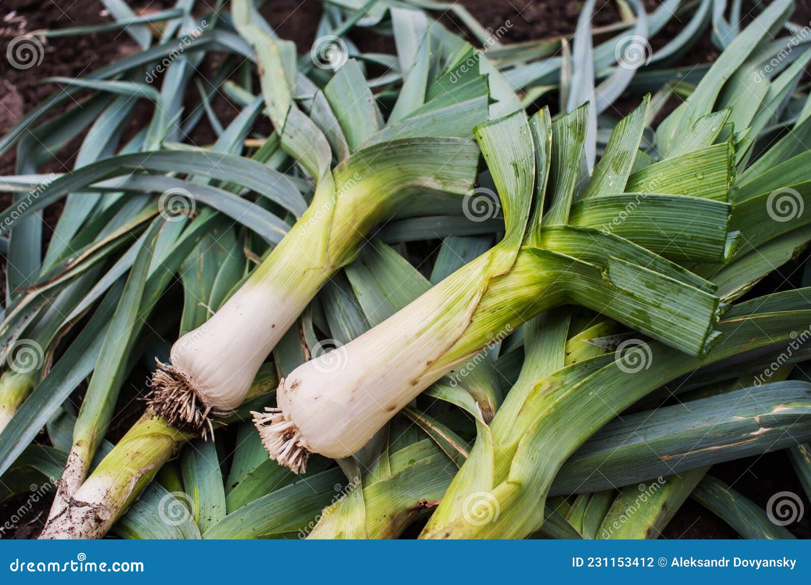 Harvesting Leeks. Lots of Large Ripe Leeks are Lying on the Ground ...