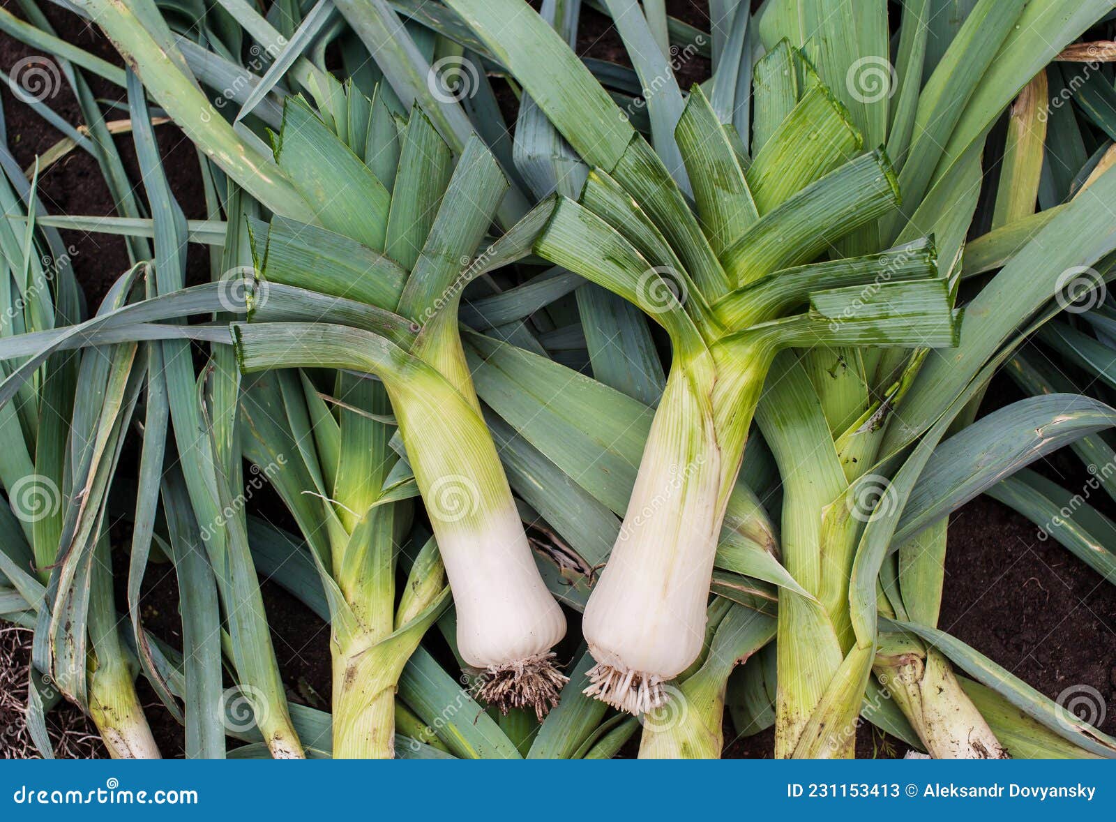 Harvesting Leeks. Lots of Large Ripe Leeks are Lying on the Ground ...
