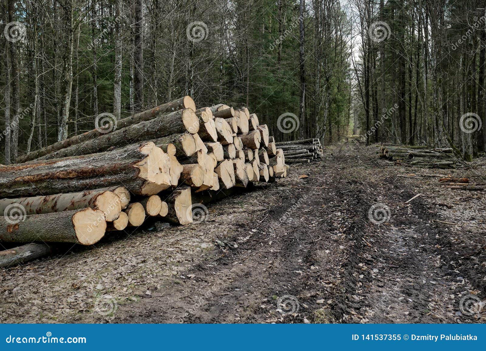 Harvesting Logs in the Forest. Forest Industry Stock Image - Image of ...
