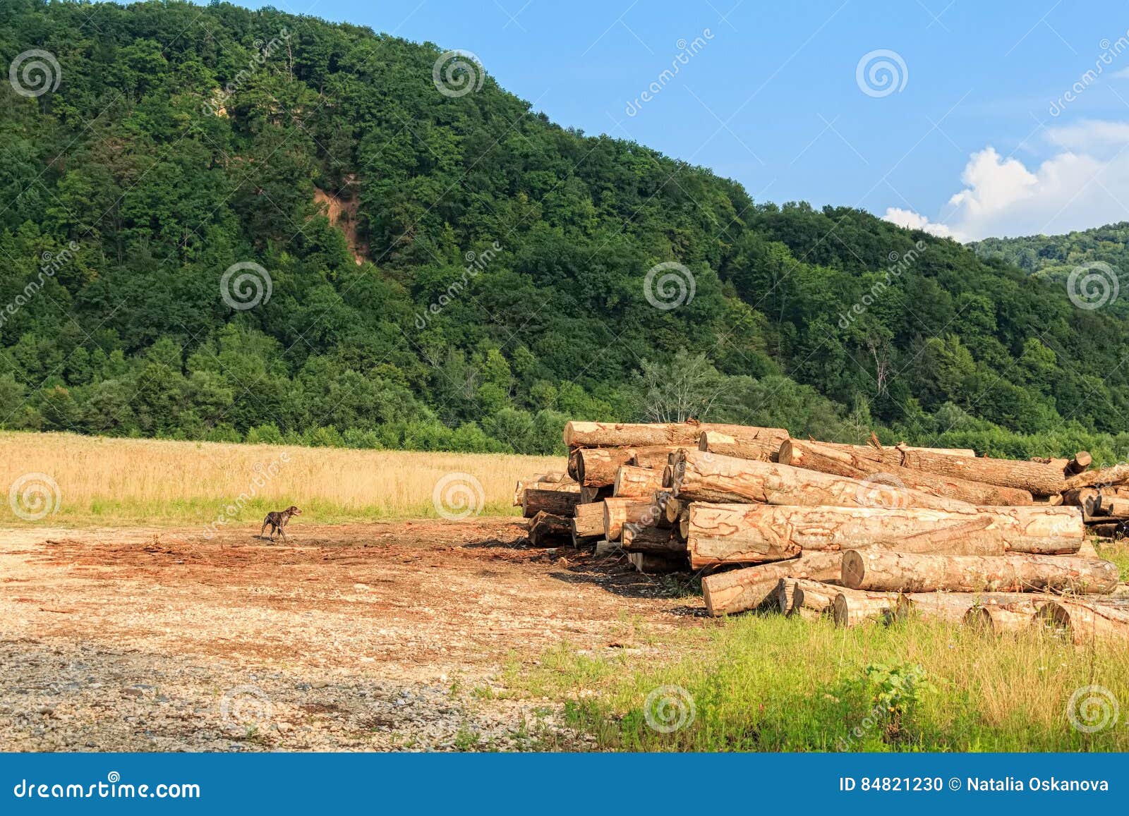 Harvesting lumber logs stock photo. Image of pine, green - 84821230