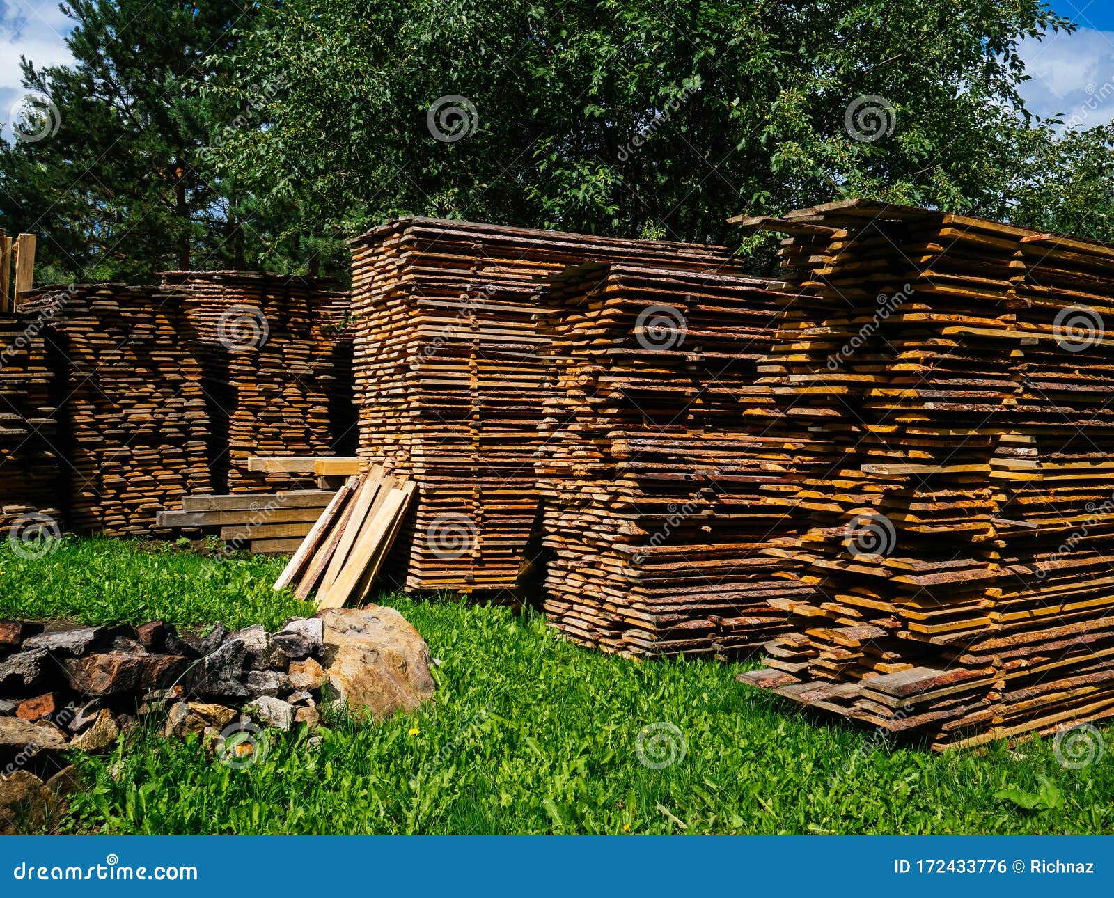 Harvesting Lumber from Pine. Many Long Sticks in the Forest Stock Photo ...