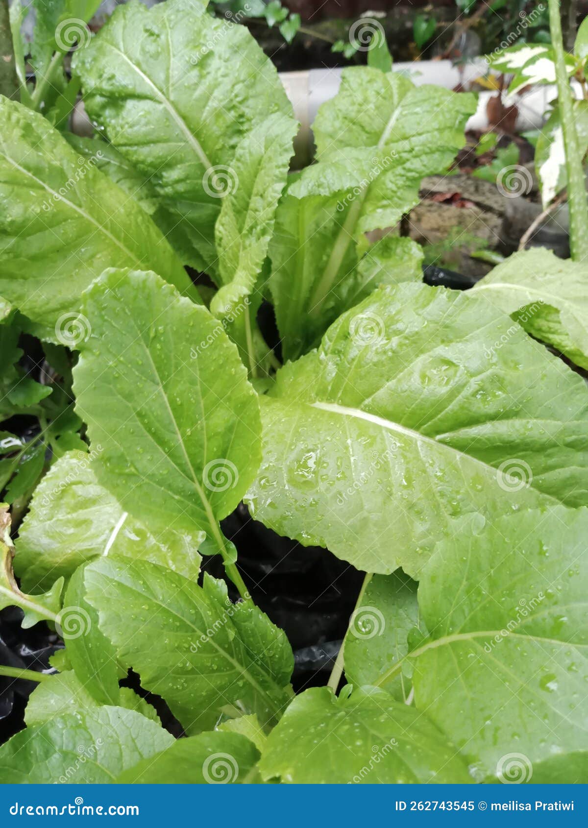 Harvesting My Green and Nice Caisim at My Backyard Stock Image - Image ...