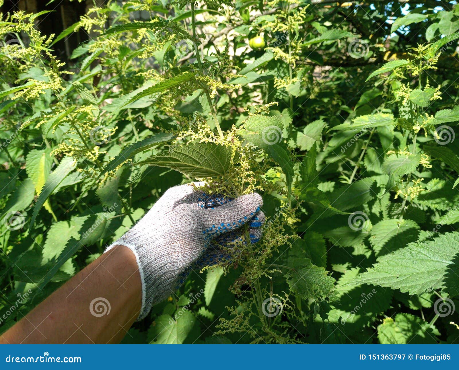 Harvesting Nettle Stalks for Harvesting and Drying Stock Image - Image ...