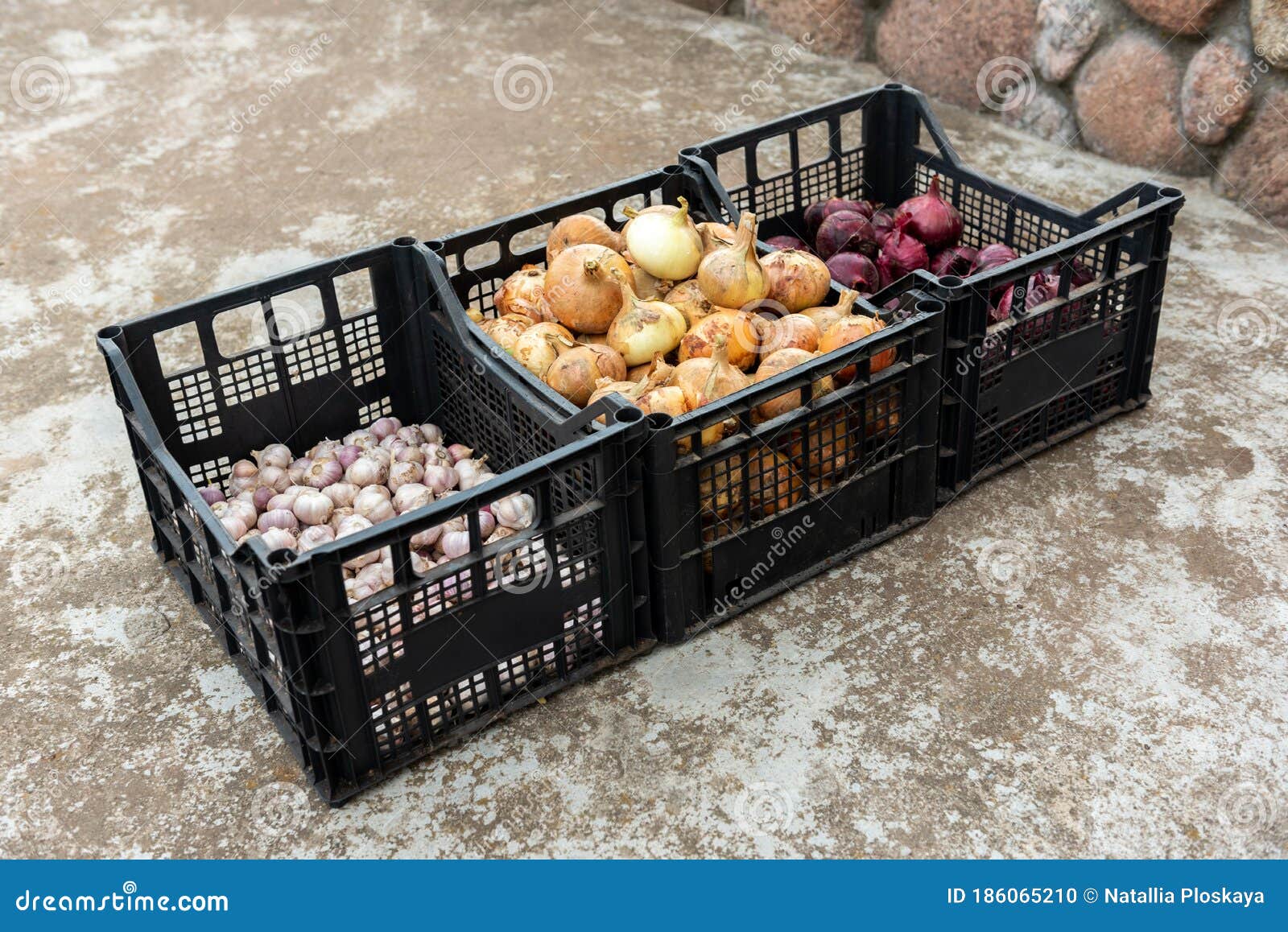 Harvesting Onions in Plastic Boxes Stock Photo - Image of farm, onion ...