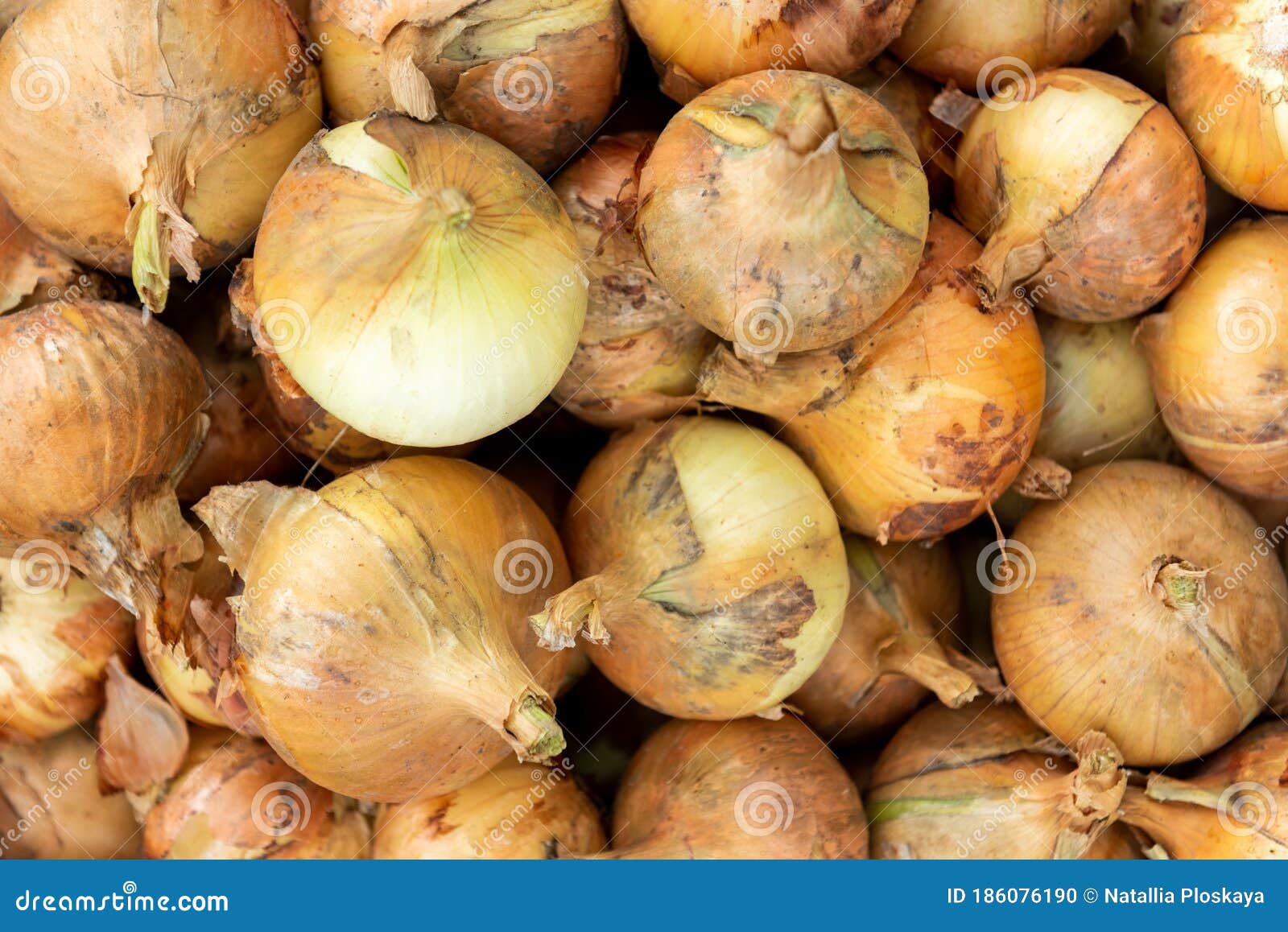 Harvesting Onions in Plastic Boxes Stock Photo - Image of outdoor ...
