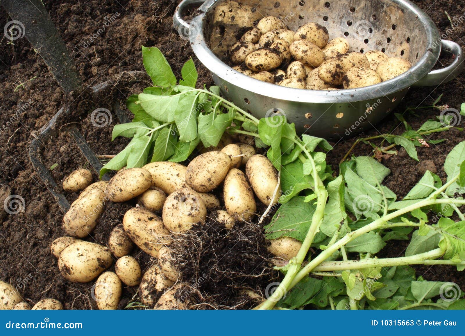 Harvesting Organic Potatoes Stock Image - Image of garden, bowl: 10315663
