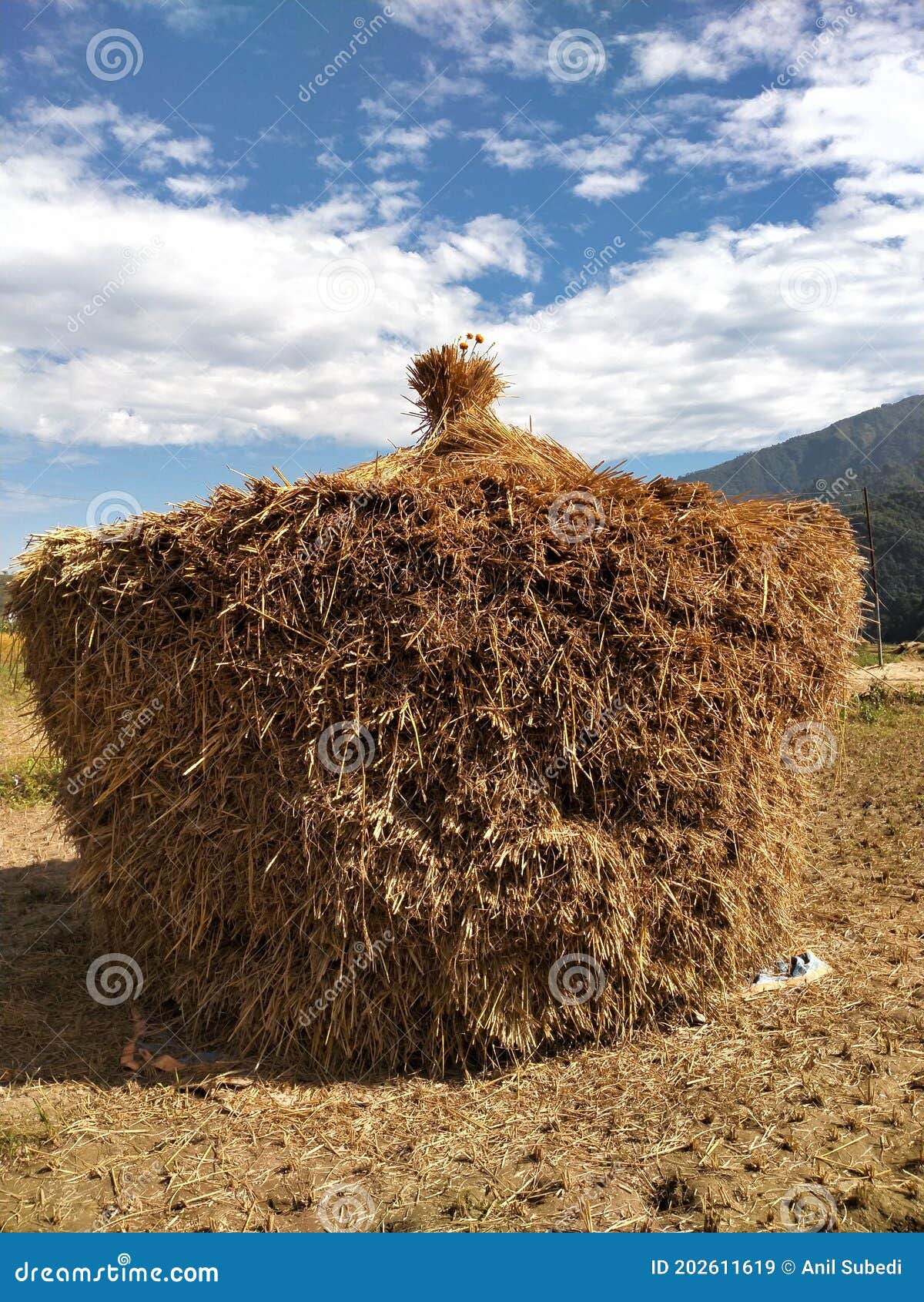 Harvesting Paddy Crop before it Convert into Rice Stock Image - Image ...