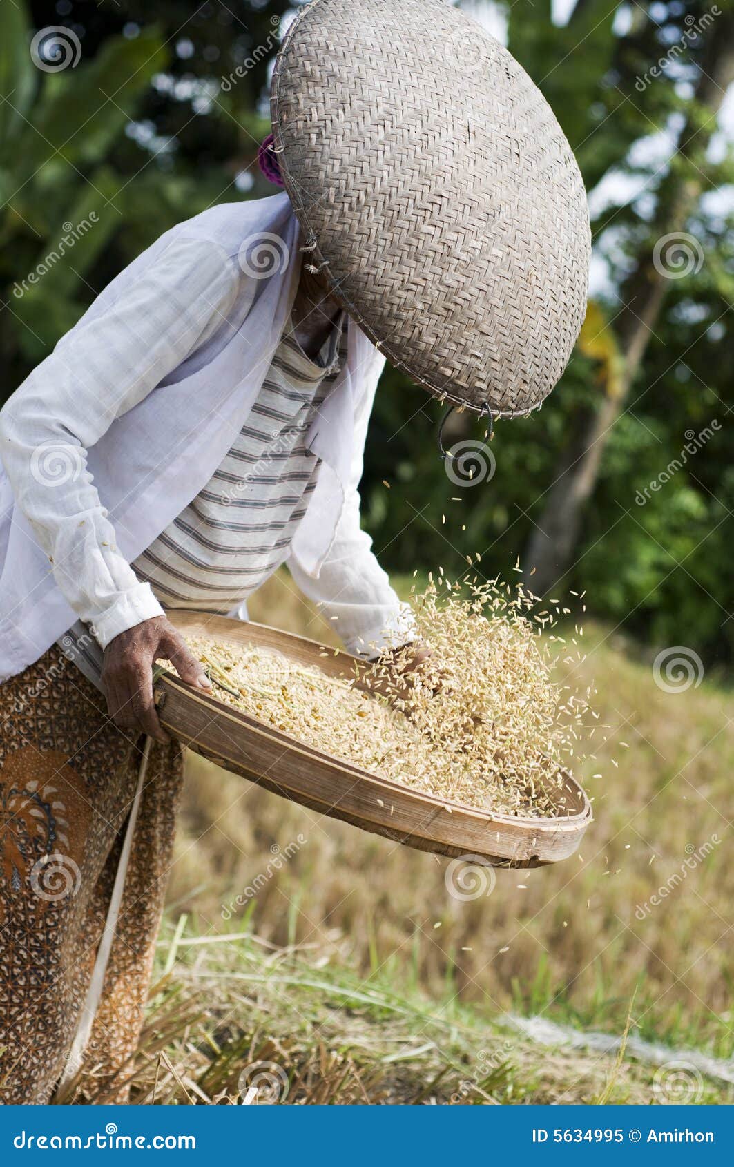 Harvesting paddy fields editorial image. Image of traditional - 5634995