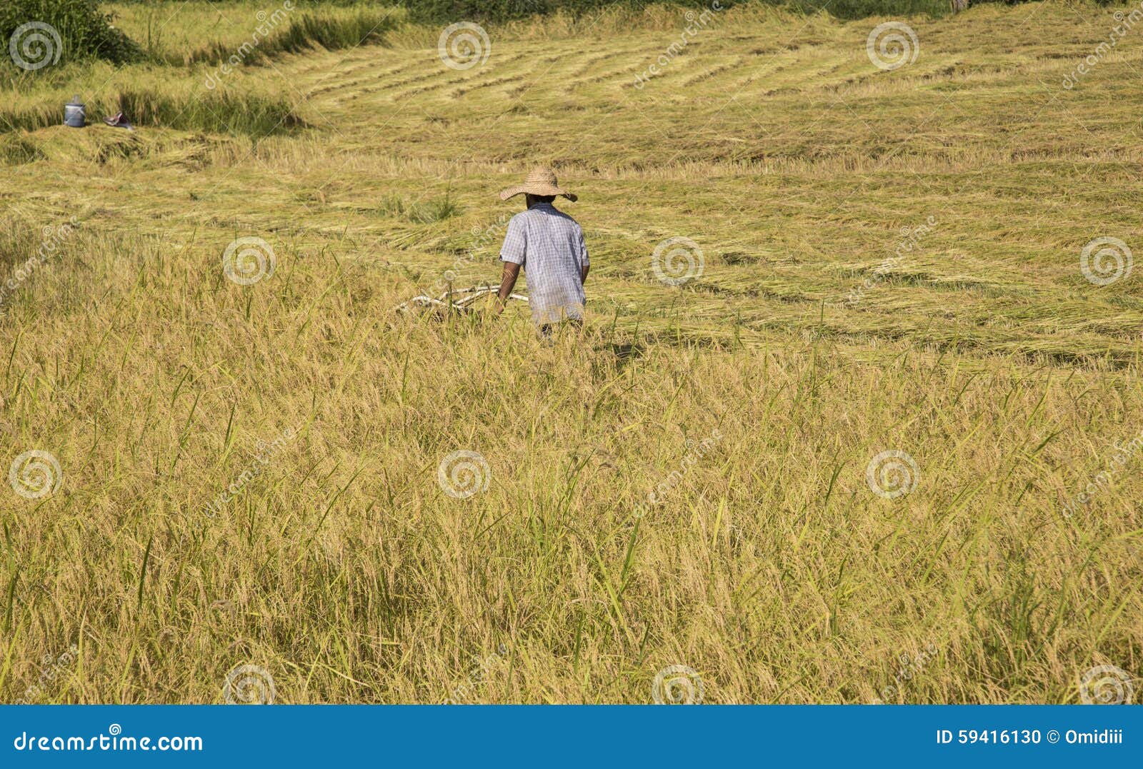 Harvesting paddy rice stock photo. Image of farm, gilan - 59416130