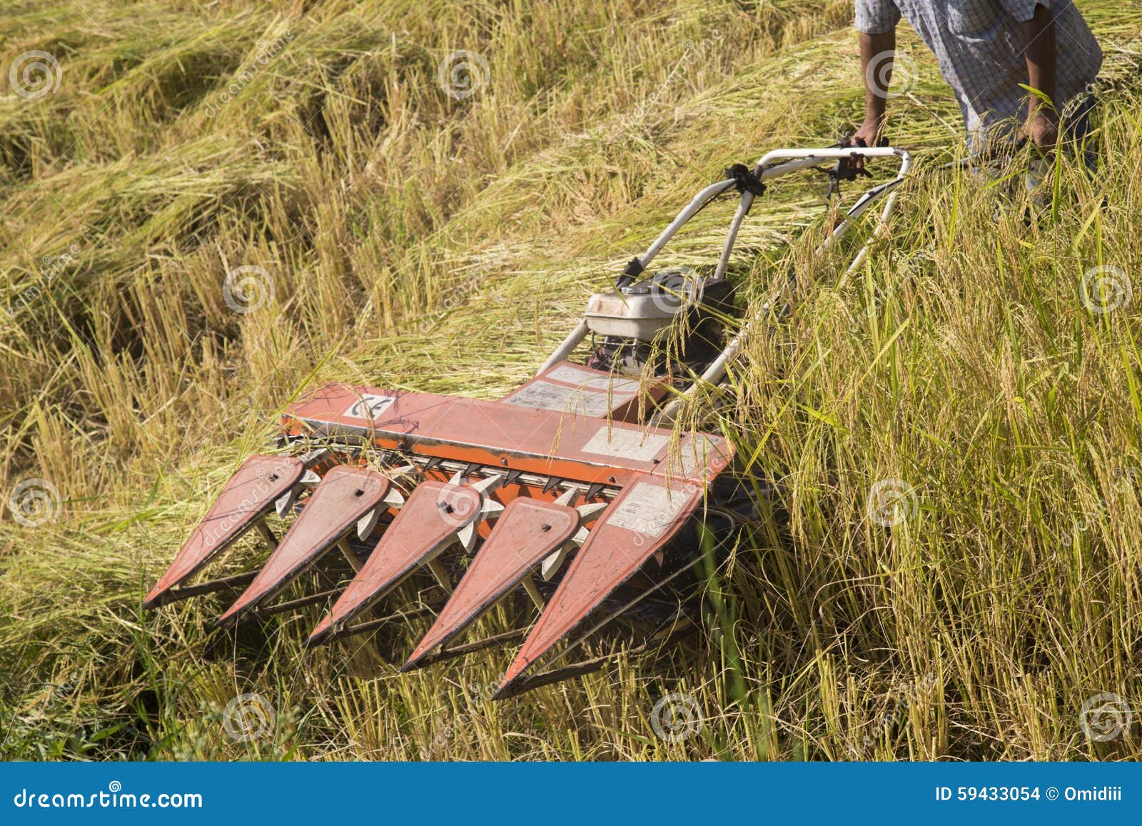 Harvesting paddy rice stock photo. Image of cereal, harvesting - 59433054