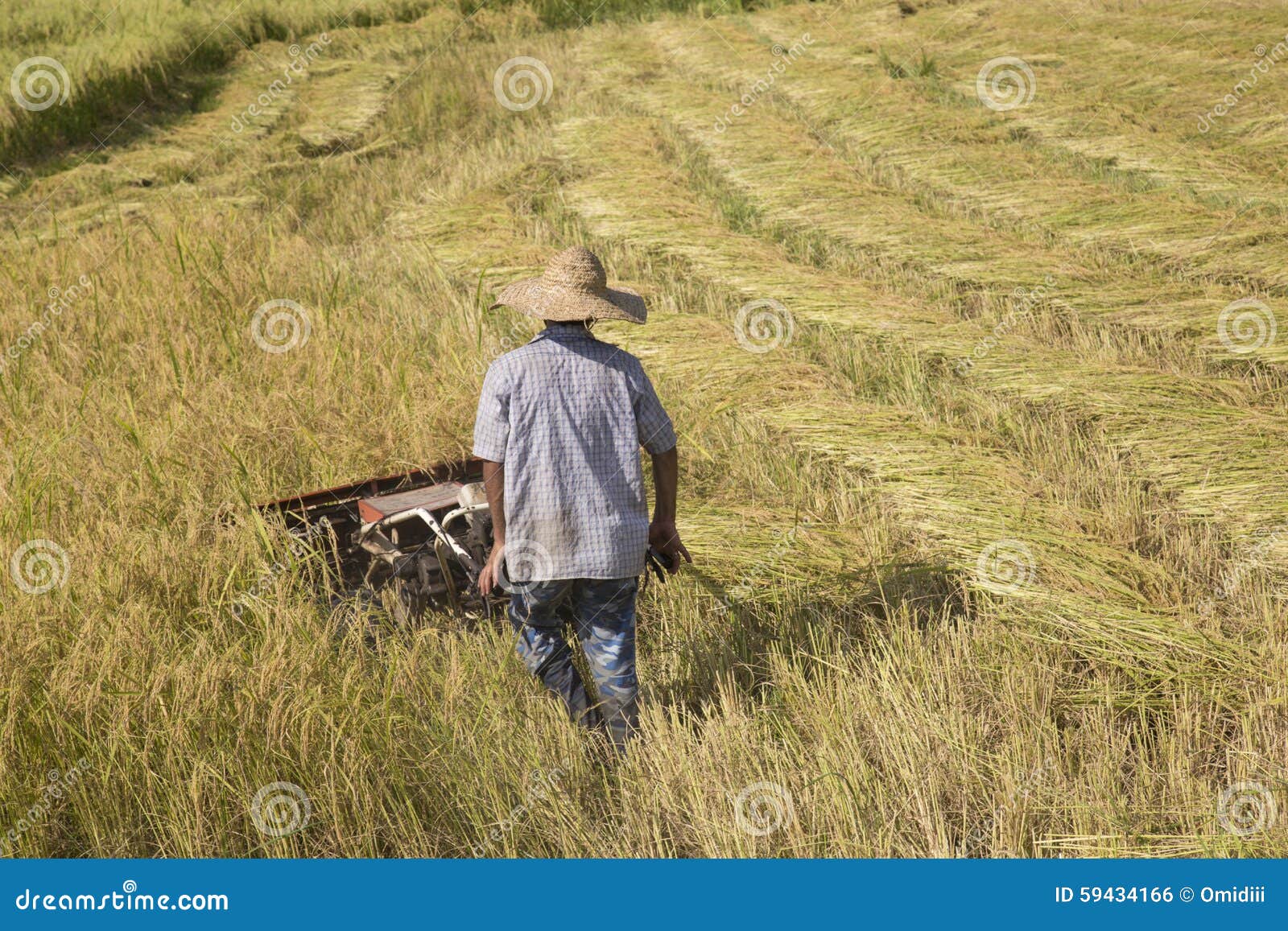 Harvesting paddy rice stock photo. Image of asia, festival - 59434166