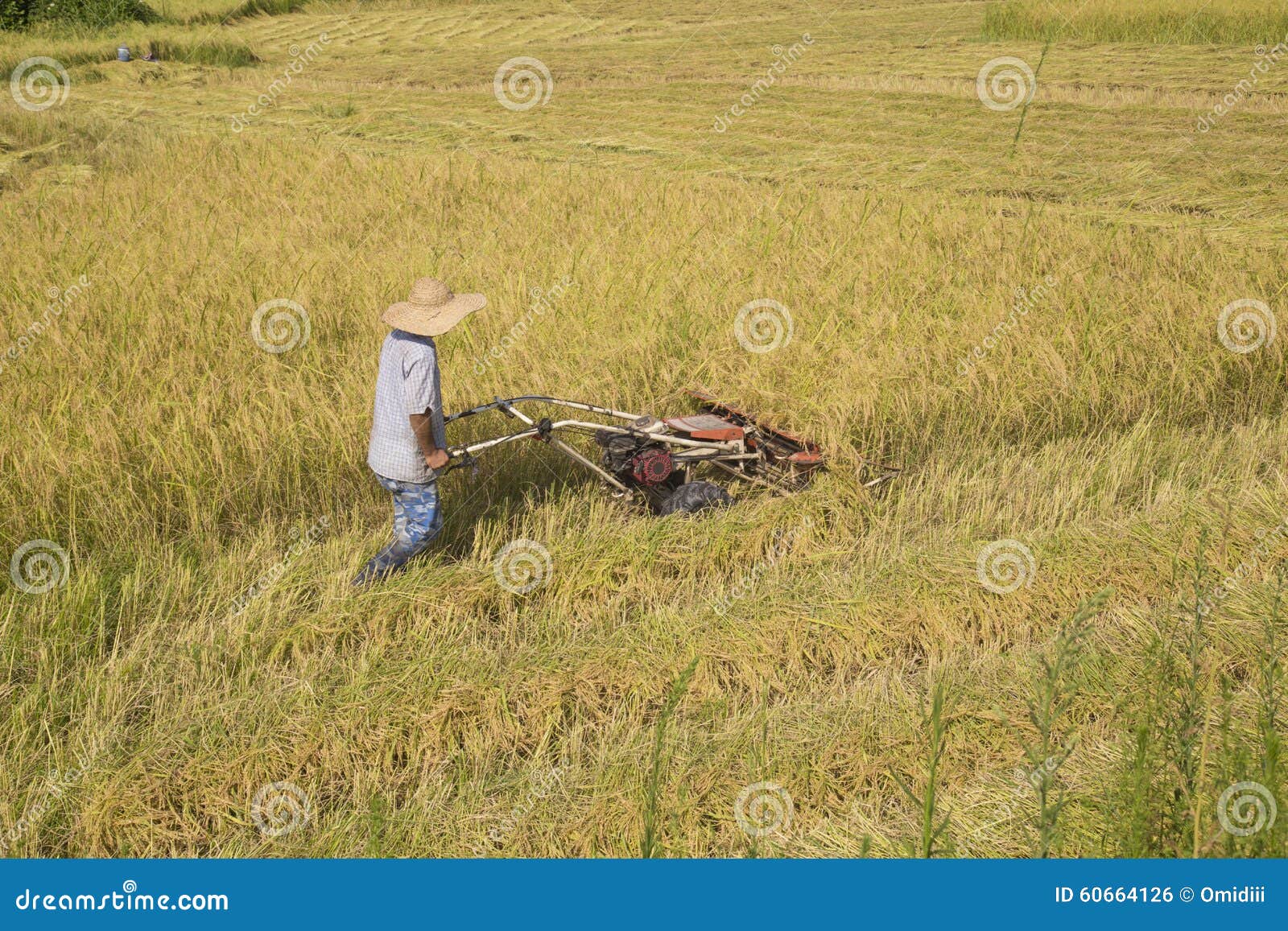 Harvesting paddy rice stock photo. Image of farmland - 60664126