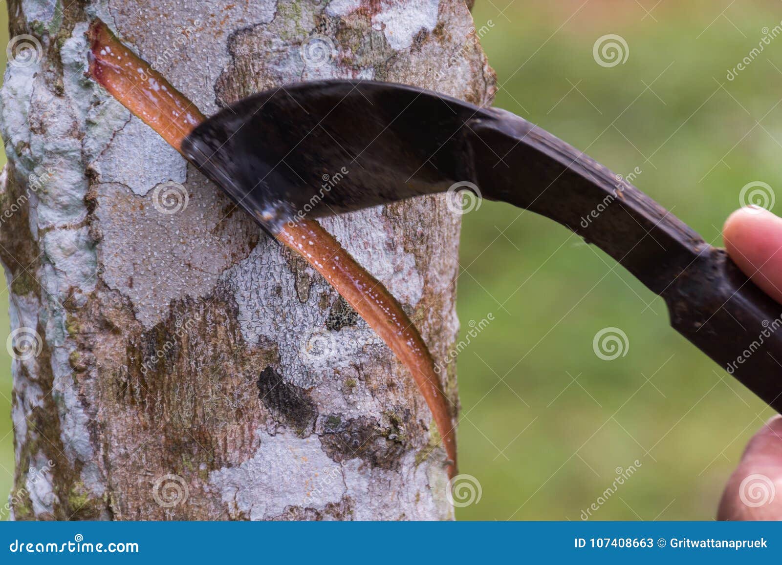 Harvesting Para Rubber Latex Stock Image - Image of nature, bowl: 107408663