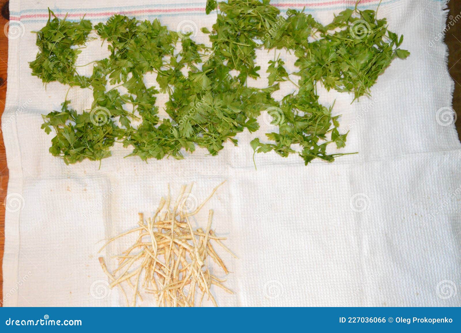 Harvesting Parsley Roots and Stalks for the Winter Stock Photo - Image ...