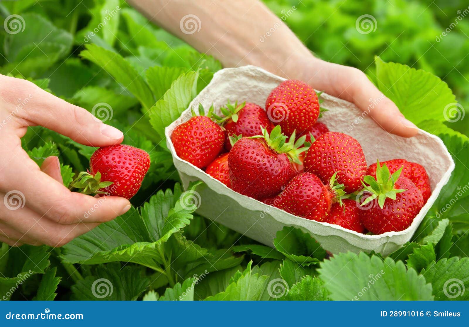 Harvesting Perfect Strawberries Stock Photo - Image of food, fresh ...