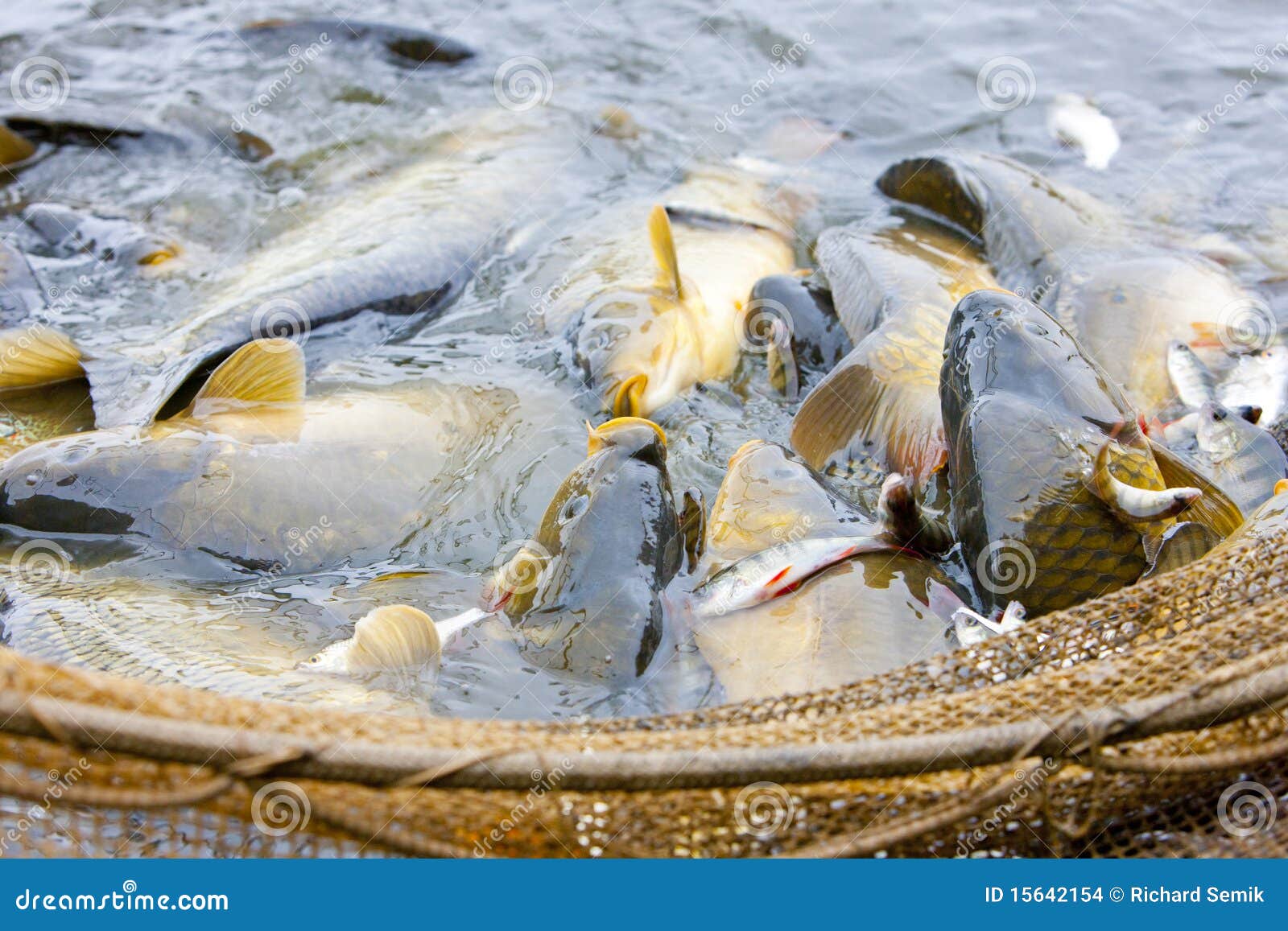 Harvesting pond stock photo. Image of fish, harvesting - 15642154