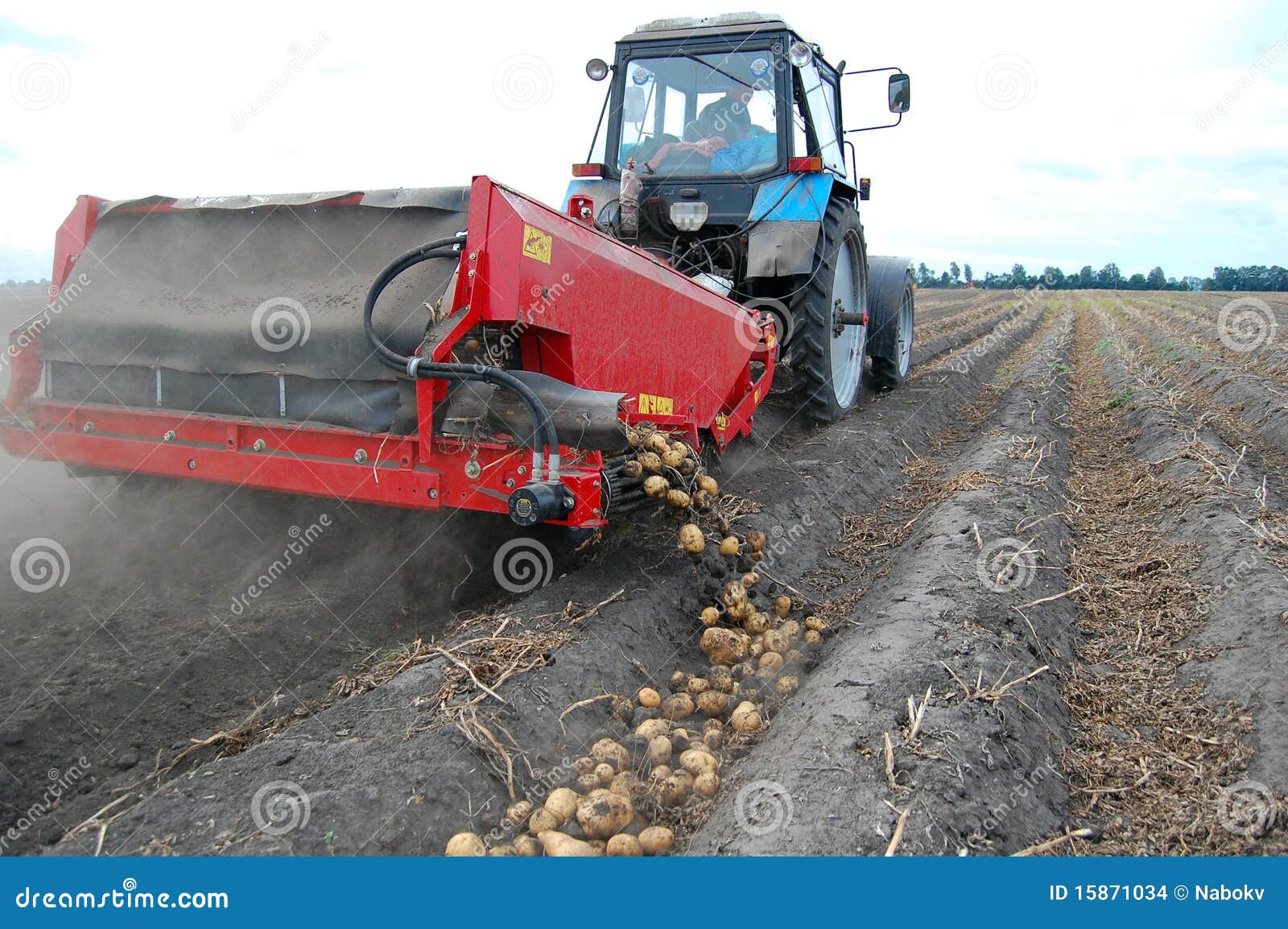 Harvesting potato stock photo. Image of power, harvest - 15871034