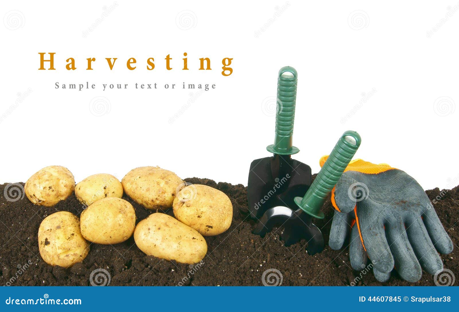 Harvesting. a Potato and Gardening Tools on Earth. Stock Image - Image ...