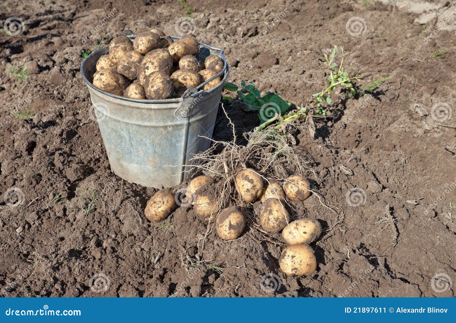 Harvesting potatoes stock image. Image of farm, soil - 21897611