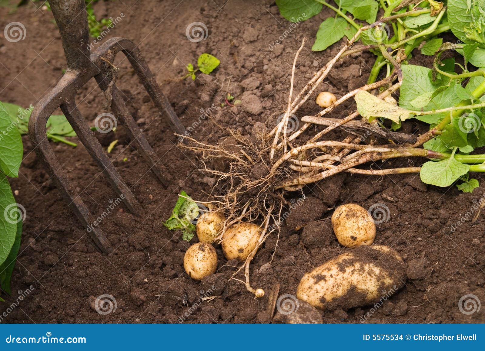 Harvesting Potatoes stock photo. Image of organic, soil - 5575534