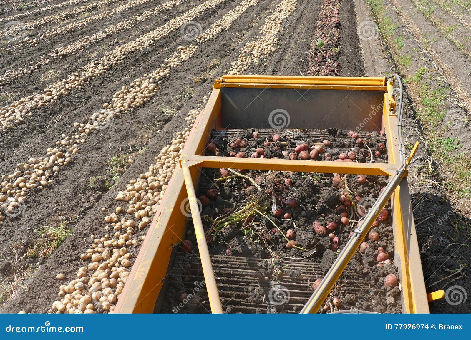 Harvesting Potatoes On The Field. The Mechanism Of Potato Harvesting In ...