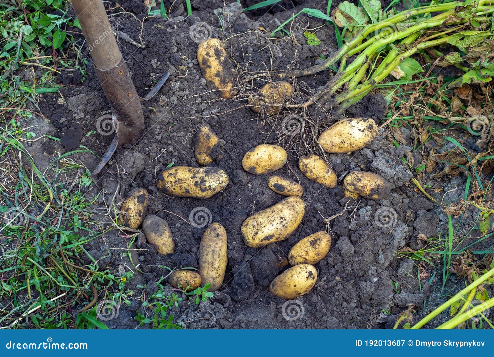 Harvesting Potatoes. Fresh Potatoes Dig from Ground with Spade Stock ...