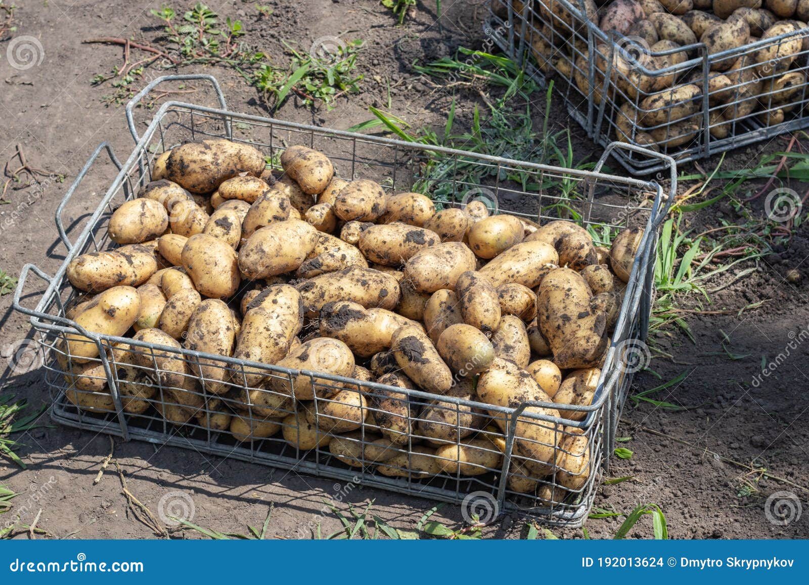 Harvesting Potatoes. Fresh Potatoes Dig from Ground with Spade. Fresh ...