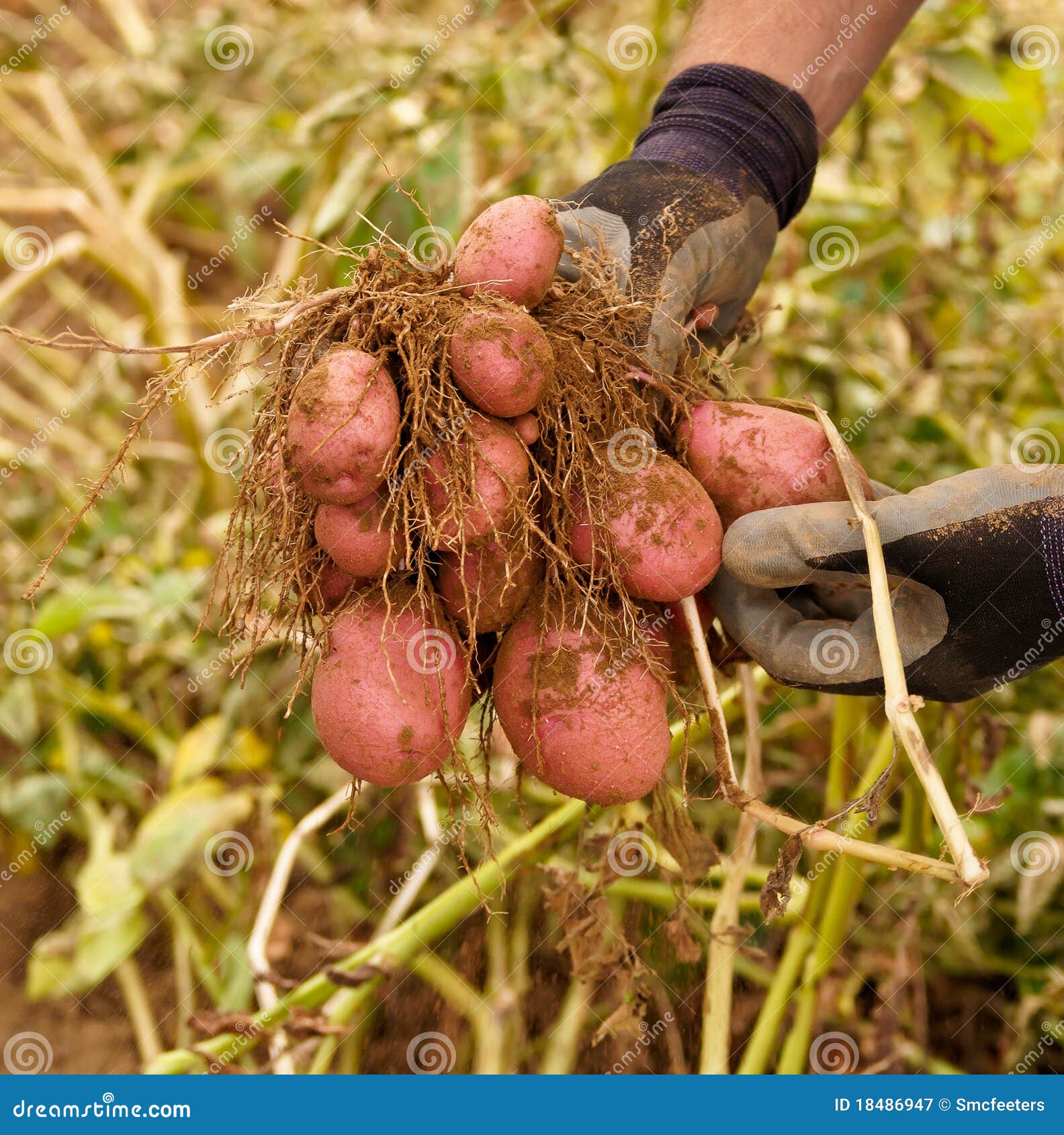 Harvesting Potatoes by Hand Stock Image - Image of field, crop: 18486947