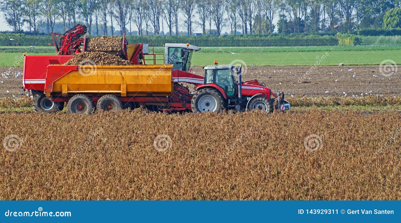 Harvesting Potatoes with Machines on the Field Stock Image - Image of ...