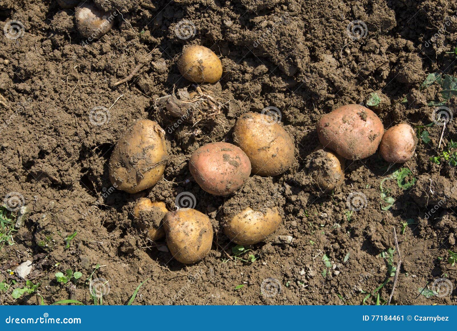 Harvesting potatoes stock image. Image of fresh, plant - 77184461
