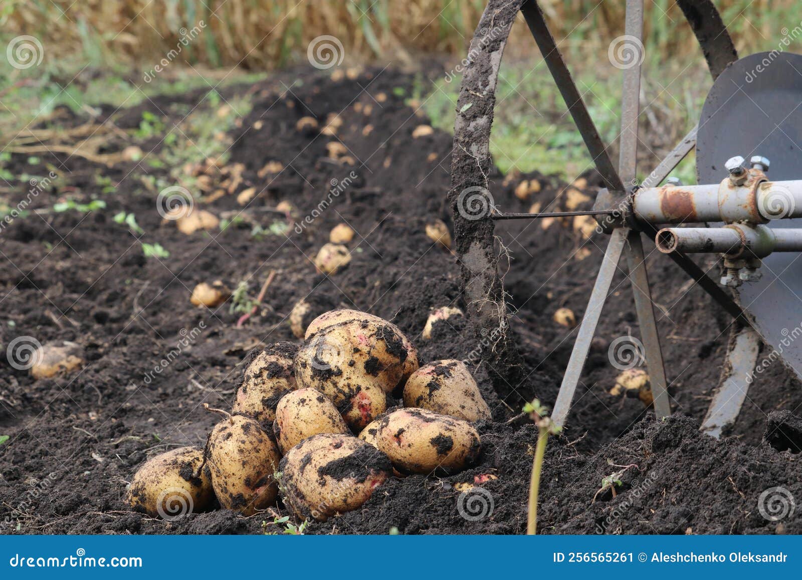 Harvesting Potatoes Using a Hand Plow. Stock Image - Image of hilling ...