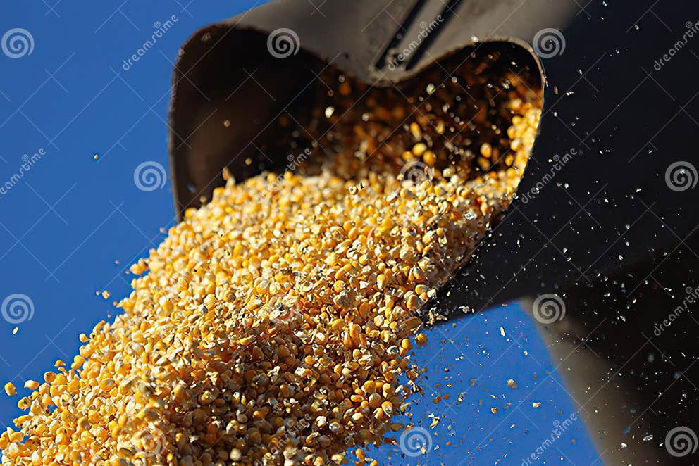 Harvesting. Processing of Corn in an Automatic Way. Stock Photo - Image ...