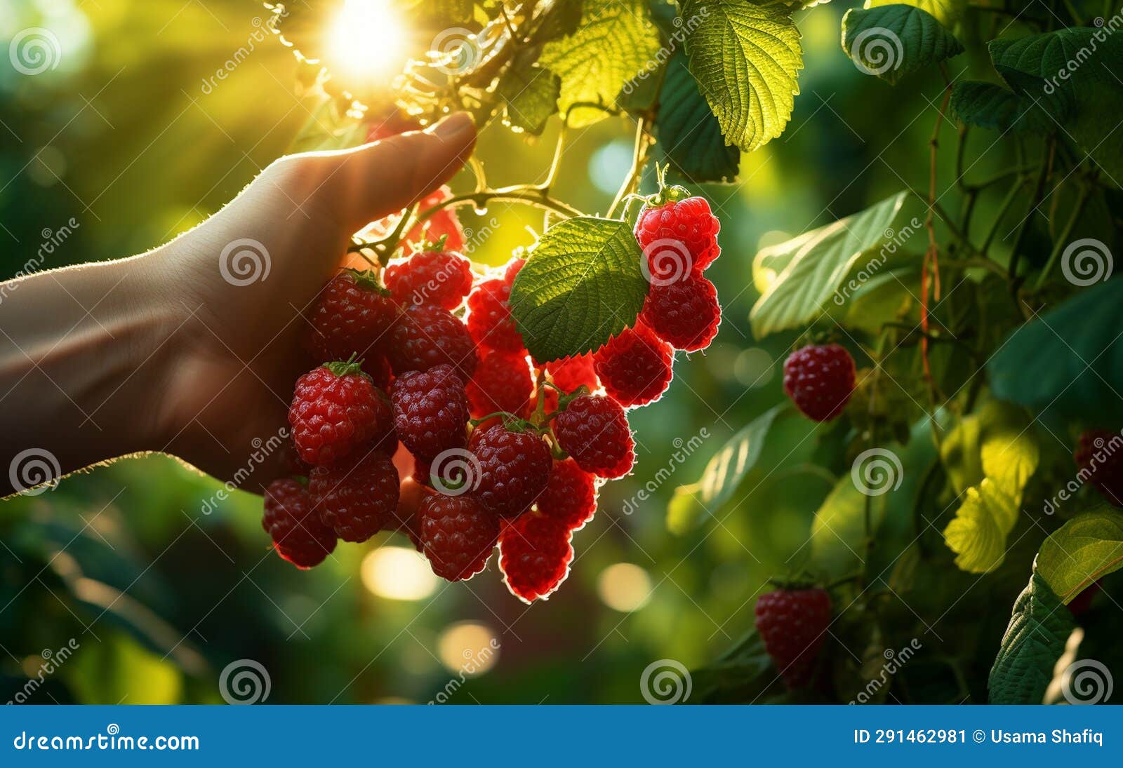 Harvesting Raspberries in a Soft Glow. Generative AI Stock Image ...