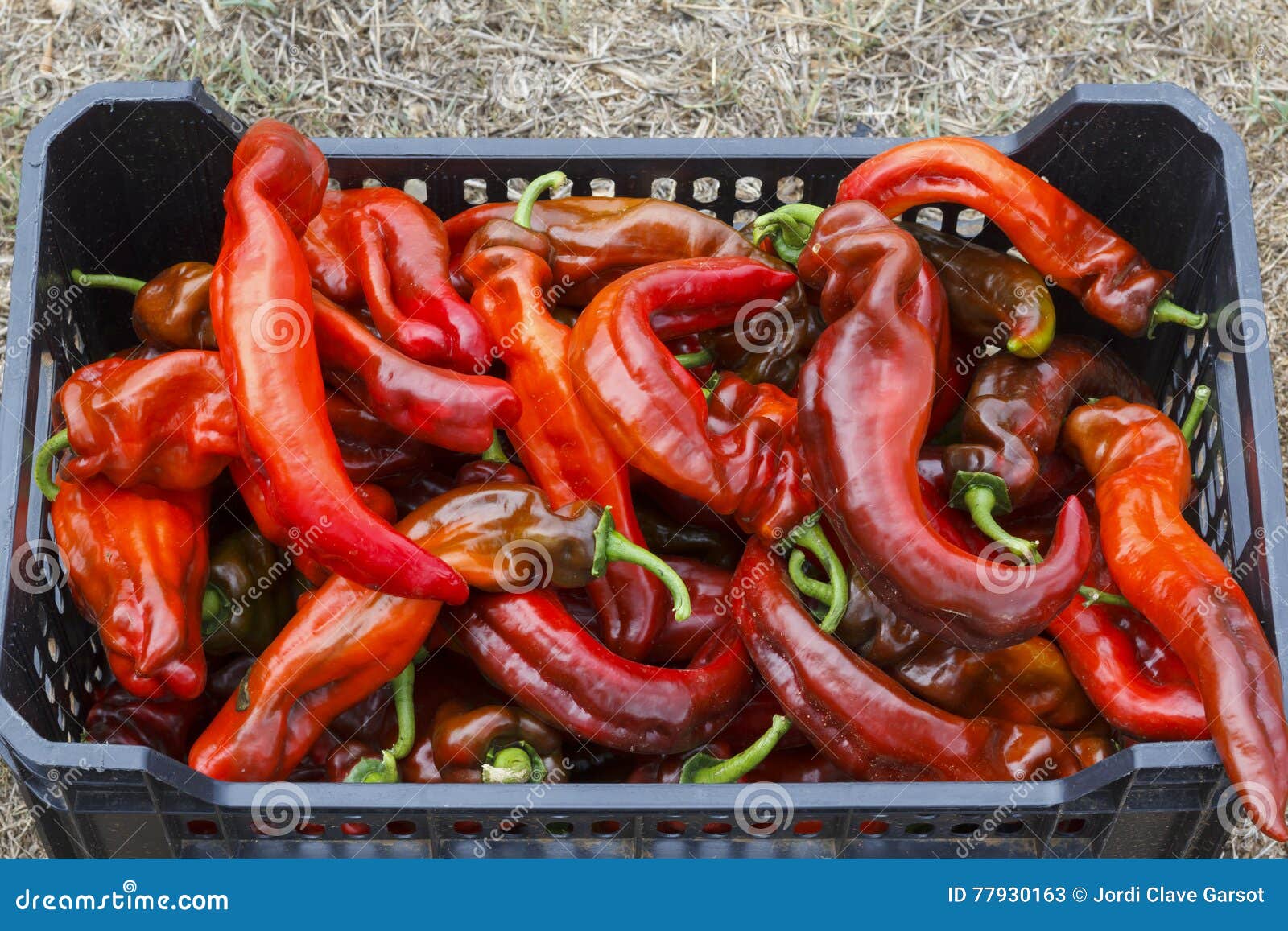 Harvesting Red Peppers in a Box Stock Image - Image of italian, food ...