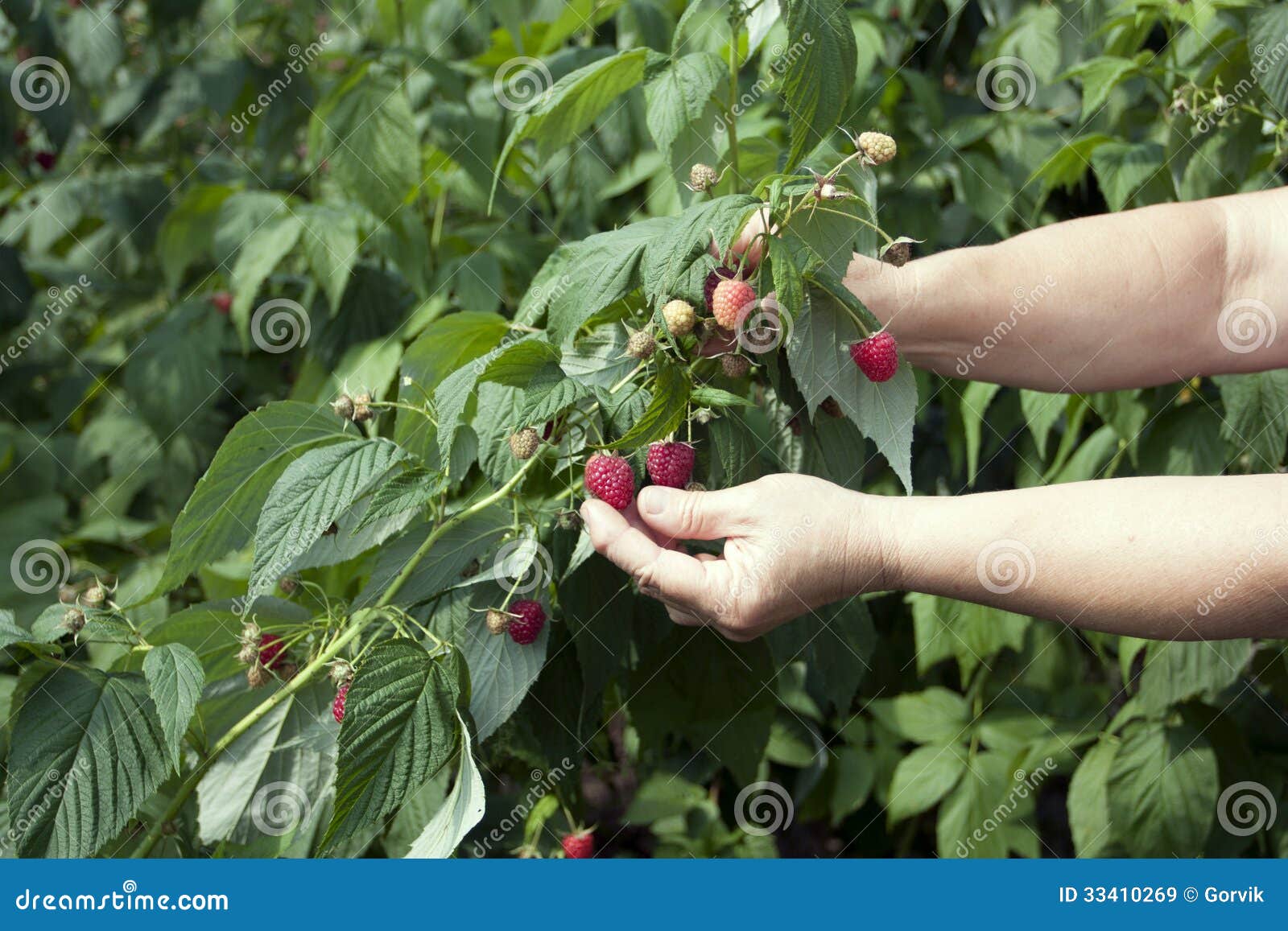 Harvesting of Red Raspberry Stock Image - Image of work, greens: 33410269