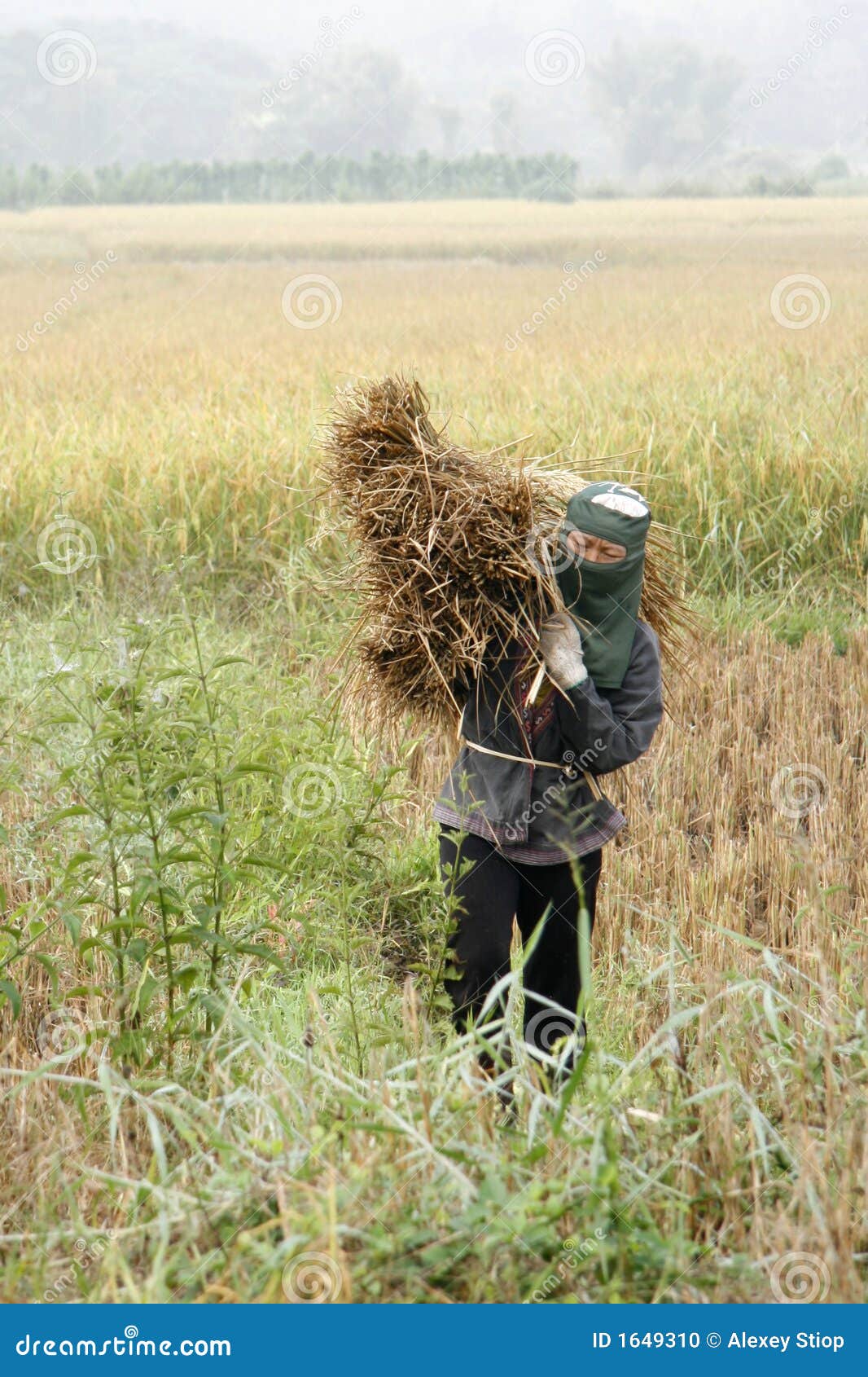 Harvesting rice stock photo. Image of field, labor, bunch - 1649310