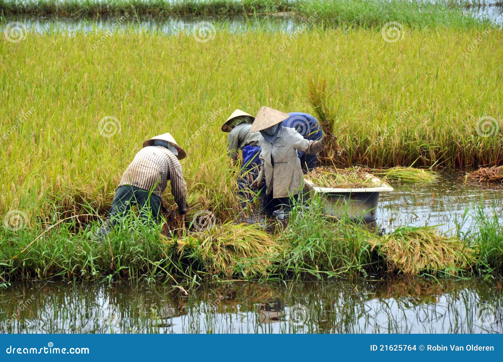 Harvesting Rice In Ifugao, Philippines Royalty-Free Stock Photography ...