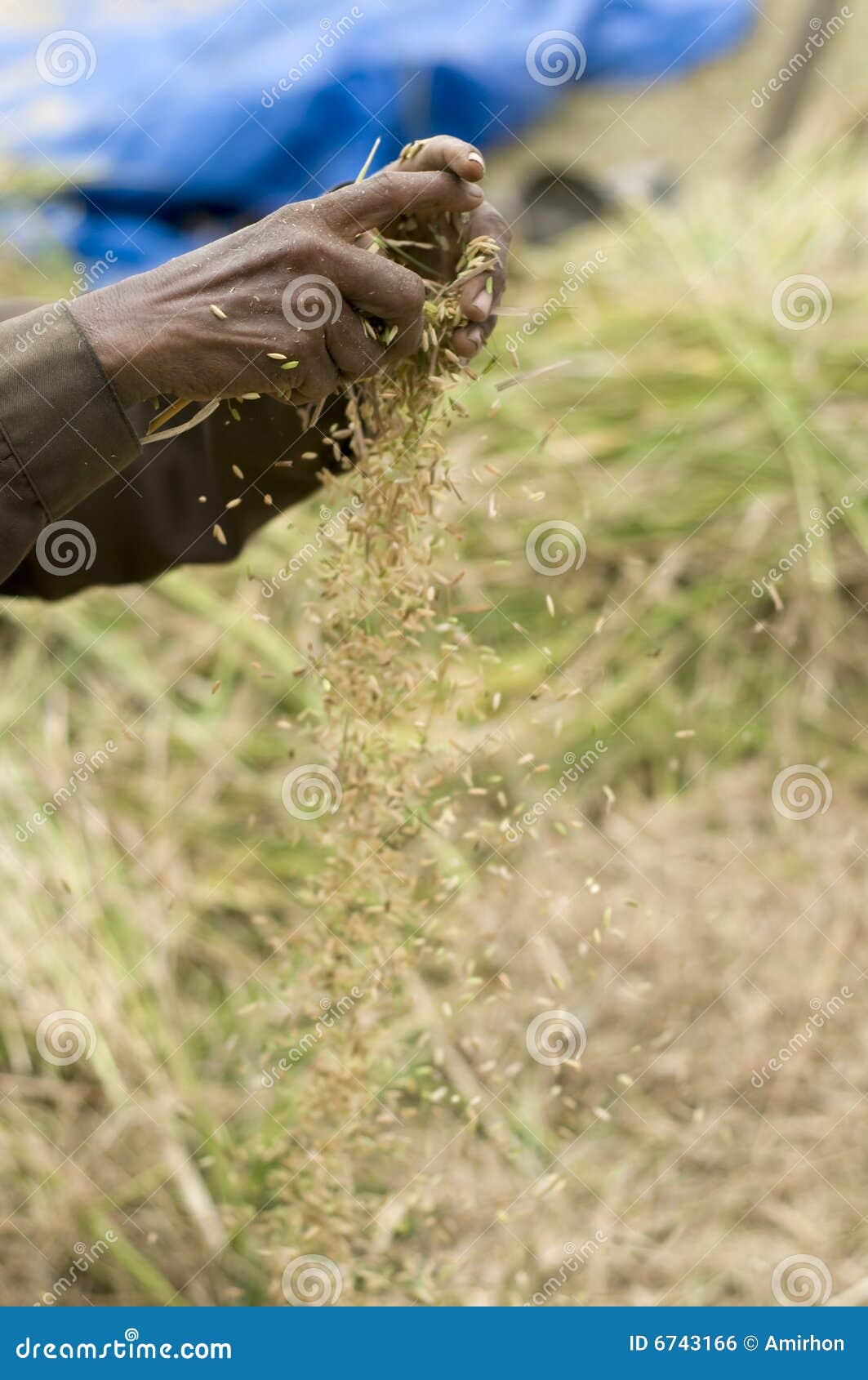 Harvesting Rice Crop stock photo. Image of crop, green - 6743166