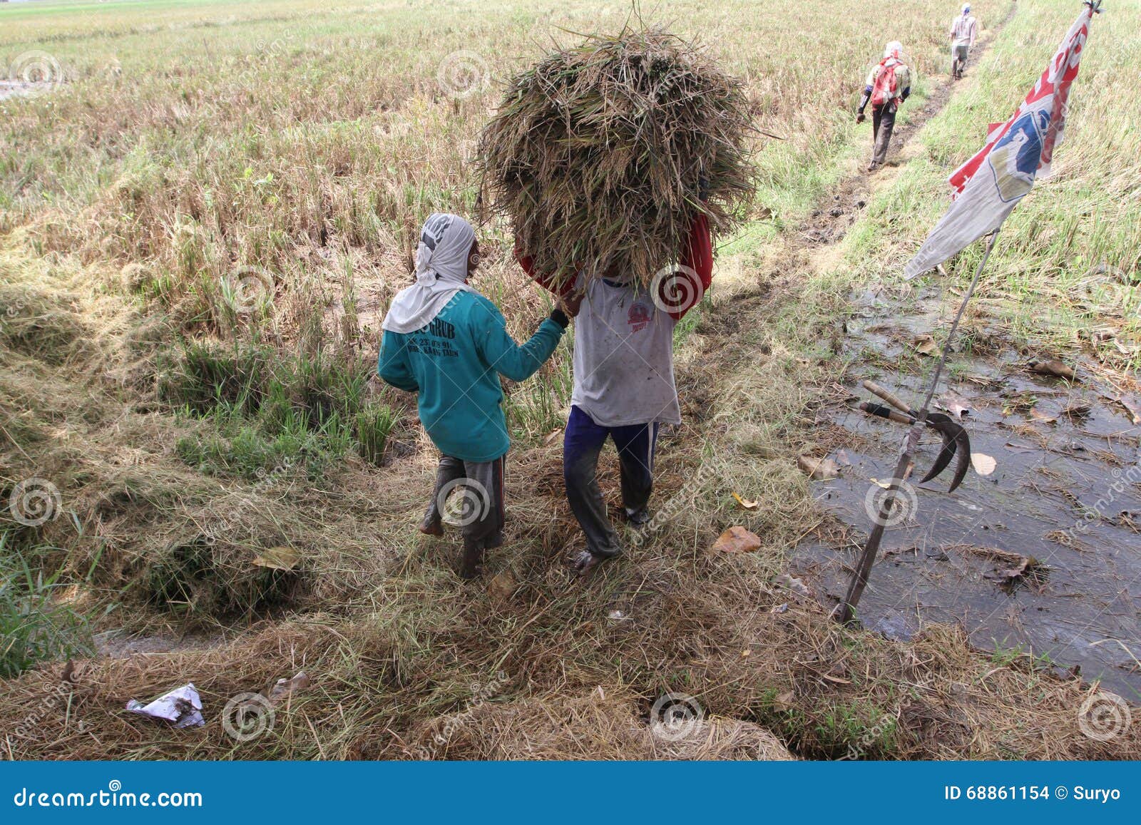 Harvesting rice editorial stock image. Image of tree - 68861154
