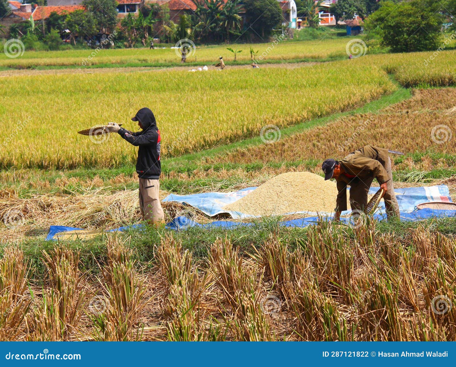 Harvesting rice editorial photography. Image of vegetations - 287121822