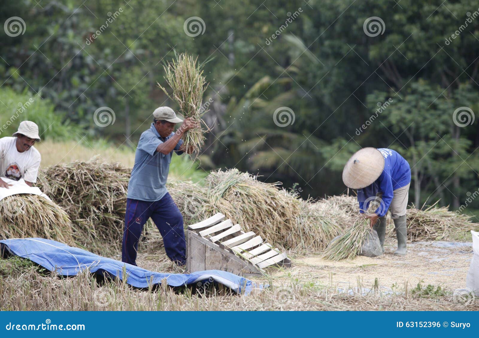Harvesting rice editorial photo. Image of farmers, harvesting - 63152396
