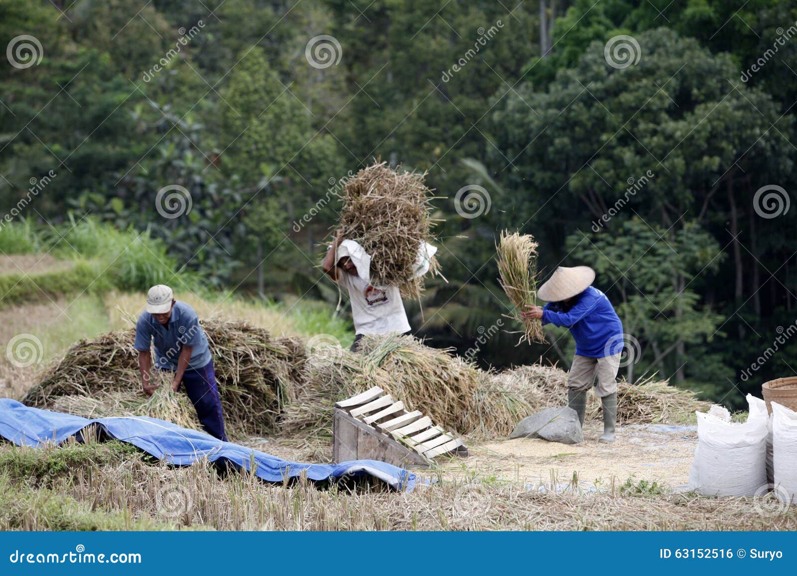 Harvesting rice editorial photo. Image of straw, rice - 63152516