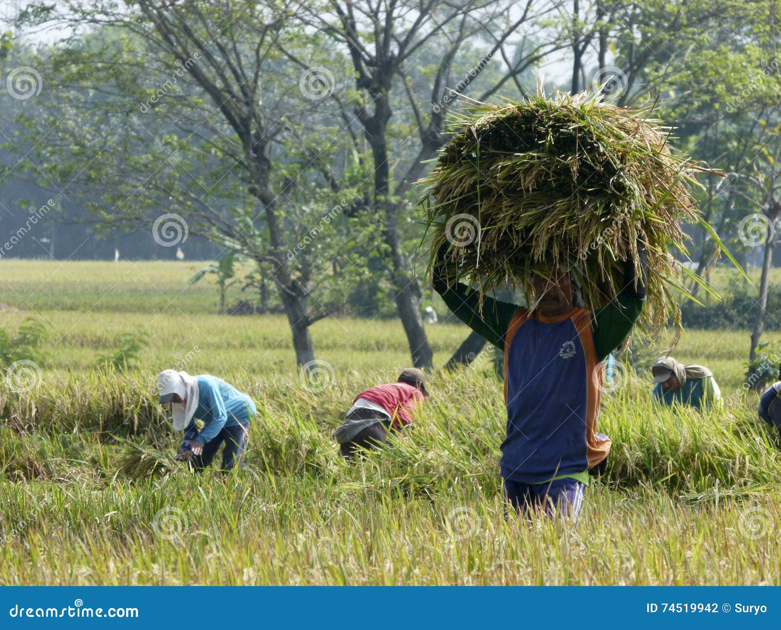 Harvesting rice editorial photography. Image of paddy - 74519942