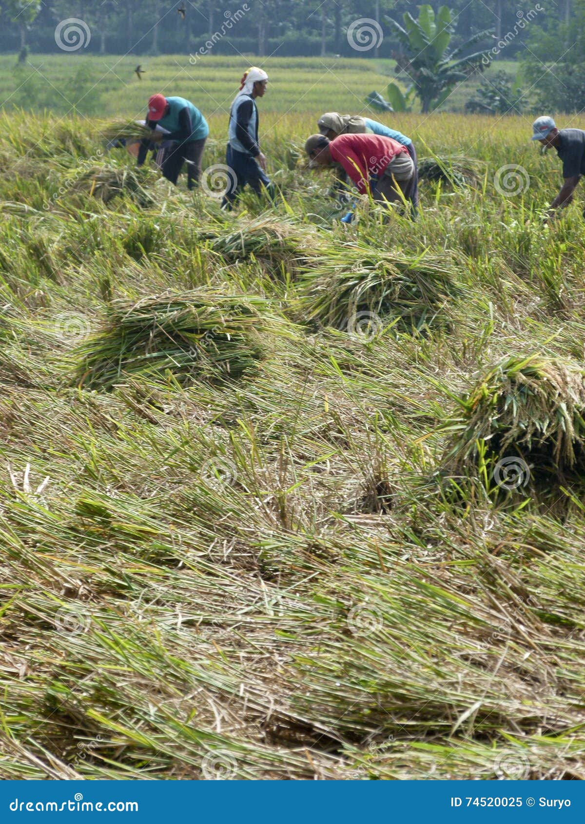Harvesting rice editorial image. Image of paddy, harvest - 74520025