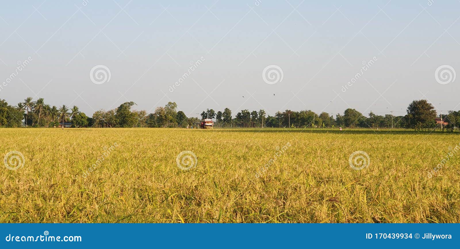 Harvesting rice field stock photo. Image of farmers - 170439934