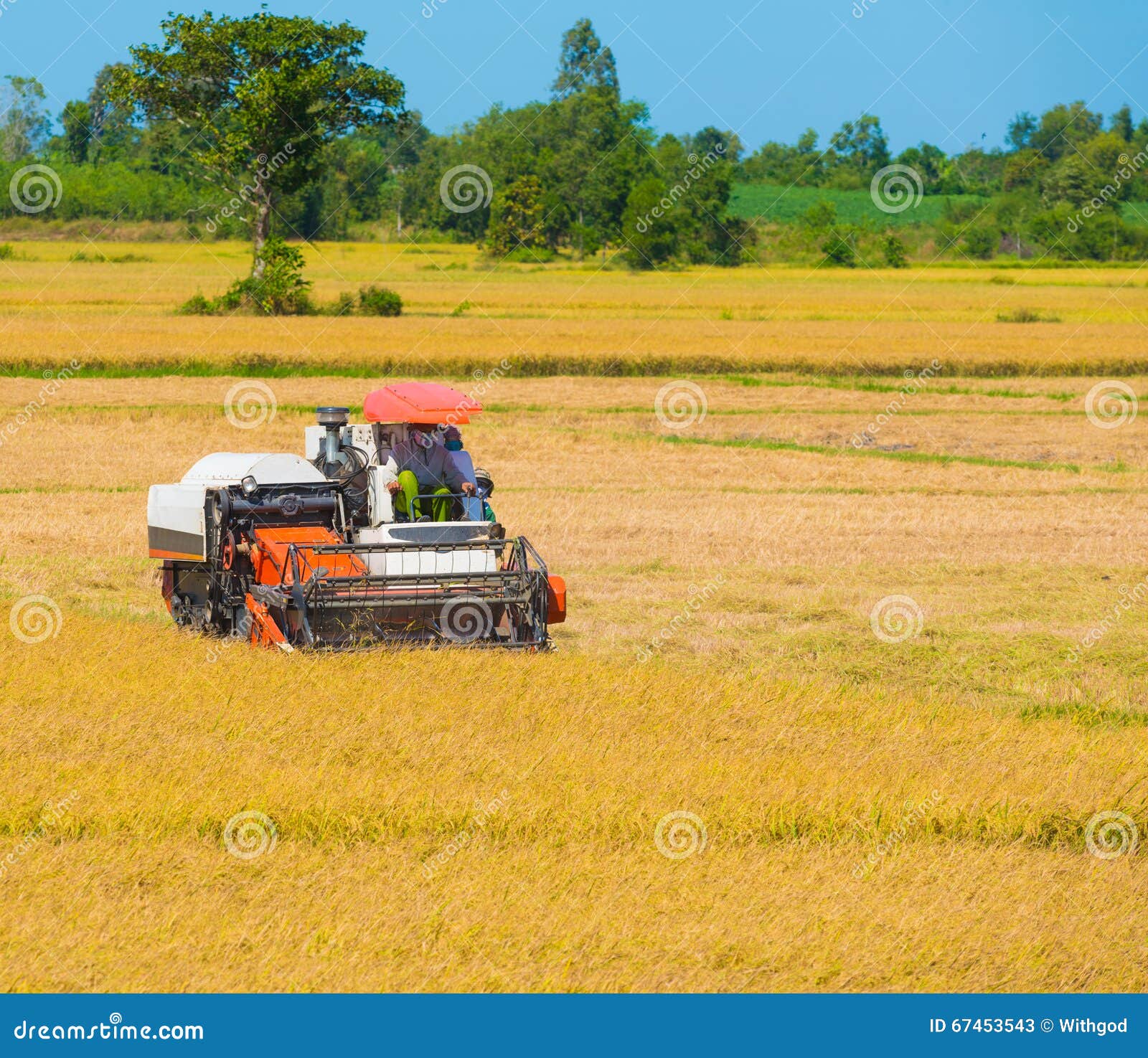 Harvesting of Rice in the Field Stock Image - Image of farmer, farm ...